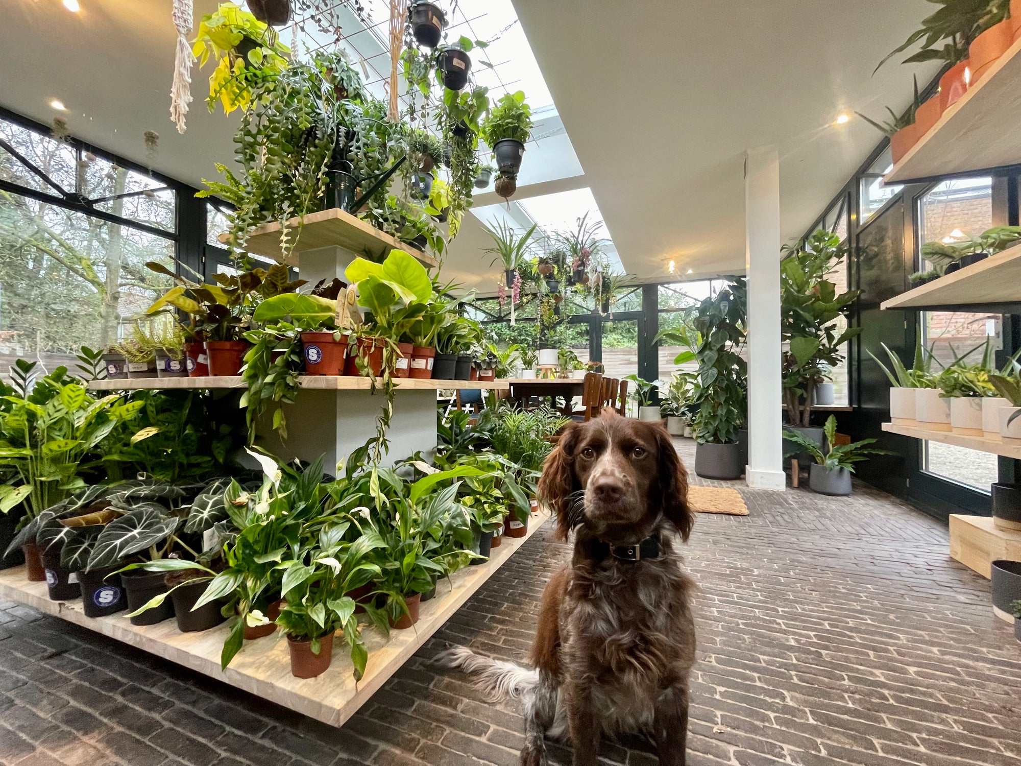 Stera Plantenbar - Brugge | Stera